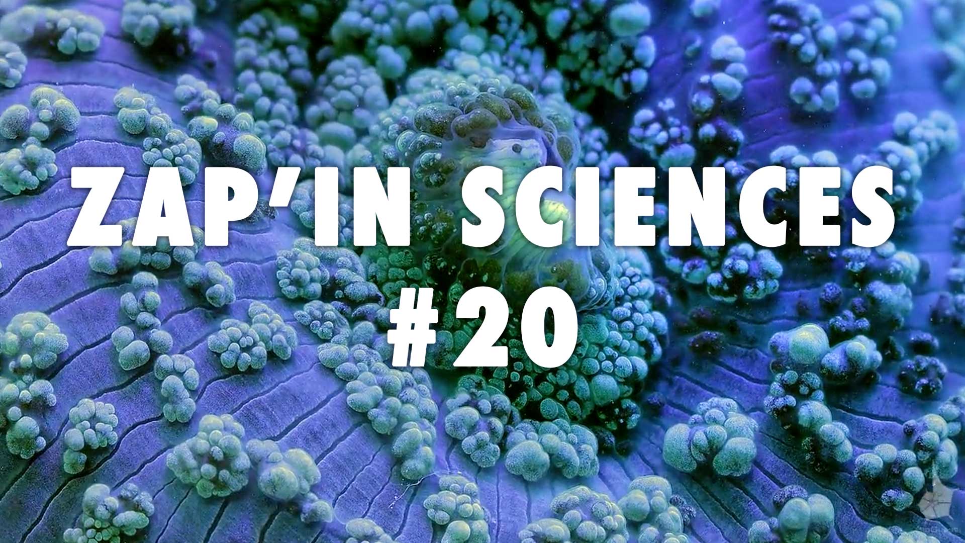 L'Esprit Sorcier - Zap'In Sciences #20